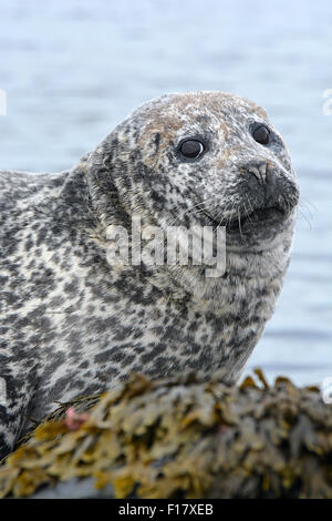 Spotted harbour seal Iceland Collection Stock Photo - Alamy