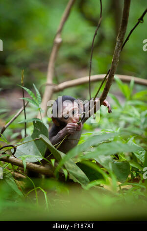 An offspring of Sulawesi black-crested macaque (Macaca nigra) stares at ...