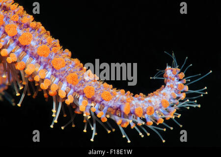 tentacles Northern Pacific seastar or Japanese common starfish ...