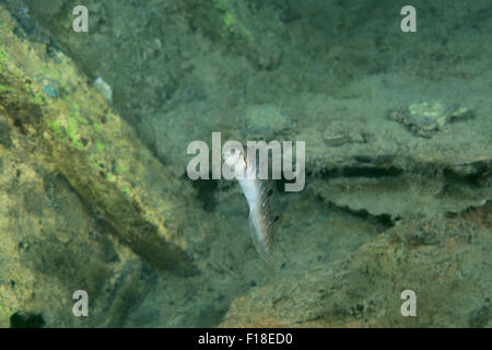 Tidepool gunnel or clouded blenny (Opisthocentrus ocellatus) Sea of ...