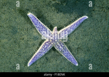 Northern Pacific seastar or Japanese common starfish (Asterias ...