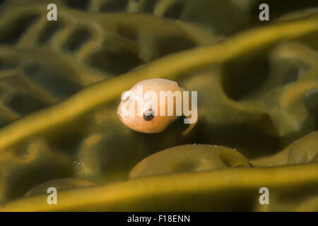 Baby Smooth Lumpfish (Aptocyclus ventricosus) Sea of Japan, Rudnaya ...