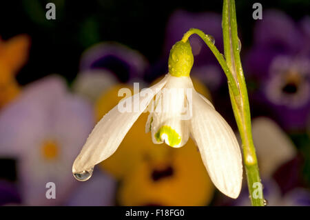 snowdrop with pansies in the background Stock Photo - Alamy