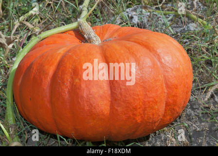 A big ripe orange pumpkin in a bed Stock Photo - Alamy