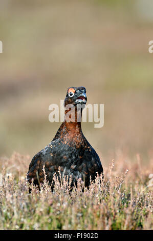 Red Grouse Lagopus lagopus scoticus adult standing on rock amongst ...