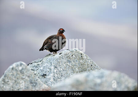 Red grouse Lagopus lagopus scoticus male in heather moorland ...