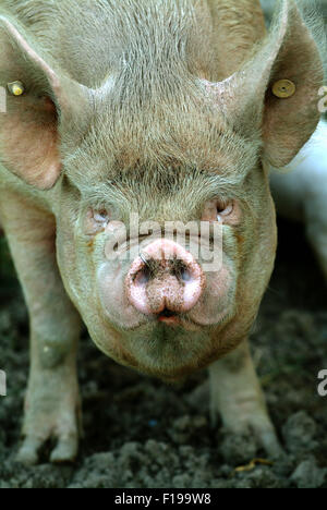 Middle White pigs Stock Photo - Alamy