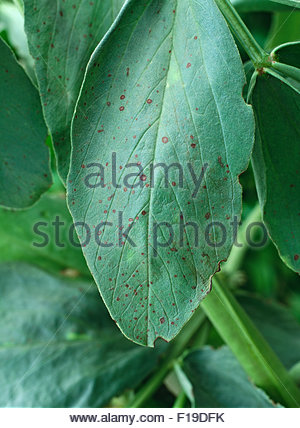 Chocolate spot (Botrytis fabae) on bean (Vicia fabae Stock Photo - Alamy