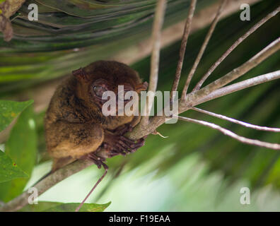 Smiling cute tarsier sitting on a tree, Bohol island, Philippines Stock ...