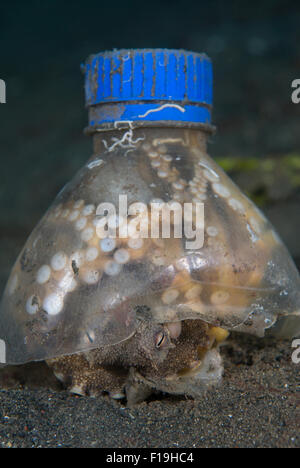 Female Veined octopus (Amphioctopus marginatus) broods her eggs ...