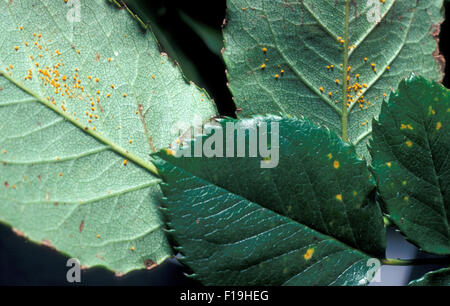 Rose Rust (Phragmidium mucronatum), Rose Rust on Prickly Rose hip, Rosa ...