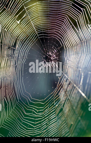 spider web networking trap illustration Stock Photo - Alamy