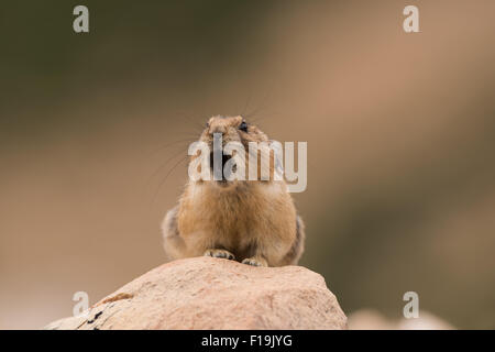 American pika on a rock, Uinta mountains, Utah Stock Photo - Alamy