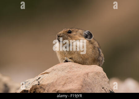 American pika on a rock, Uinta mountains, Utah Stock Photo - Alamy