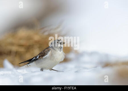 Montifringilla nivalis, White-winged Snowfinch Stock Photo - Alamy
