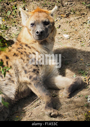 Hyena lying on the ground Stock Photo - Alamy