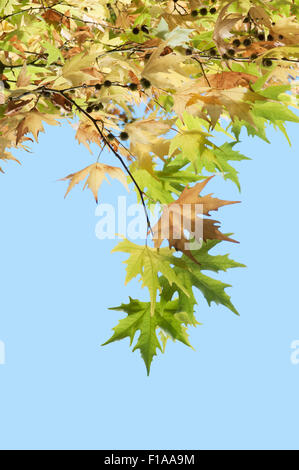 Maple branches with yellow leaves and seeds in autumn, in the light of ...