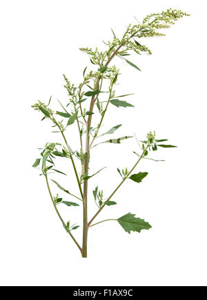 Chenopodium giganteum. Magenta Spreen / Purple Goosefoot / Tree Spinach ...