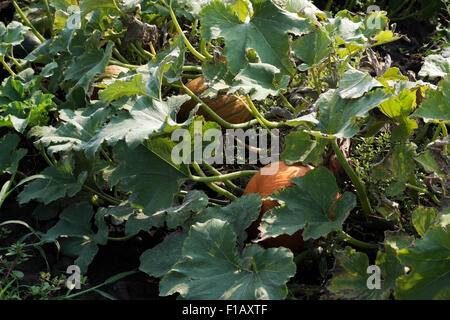 Unripe and ripening pumpkins on the vine in agriculture farm Stock ...