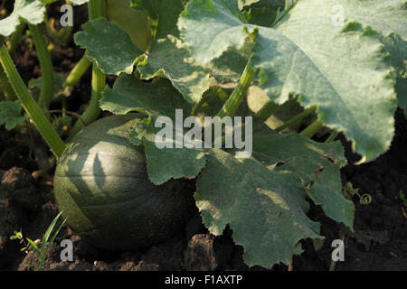 Unripe and ripening pumpkins on the vine in agriculture farm Stock ...