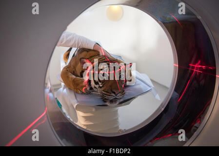 New CT Scanner in VIC. Zoo Tiger Sarai. The Leibniz Institute for Zoo ...