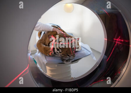 New CT Scanner in VIC. Zoo Tiger Sarai. The Leibniz Institute for Zoo ...