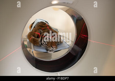 New CT Scanner in VIC. Zoo Tiger Sarai. The Leibniz Institute for Zoo ...