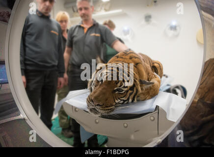 New CT Scanner in VIC. Zoo Tiger Sarai. The Leibniz Institute for Zoo ...