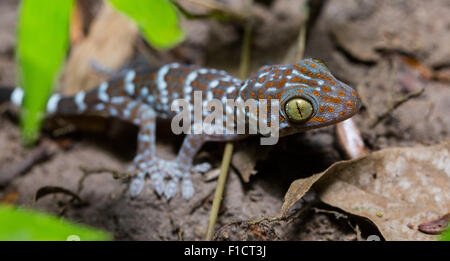 Juvenile Tokay Gecko (Gekko gecko), Thailand Stock Photo - Alamy