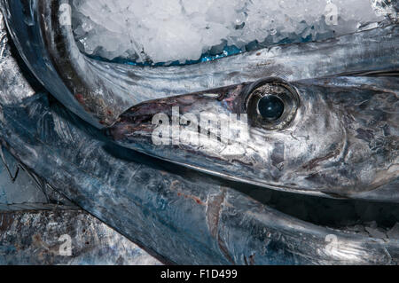 Silver scabbardfish (Lepidopus caudatus) being off-loaded from fishing ...