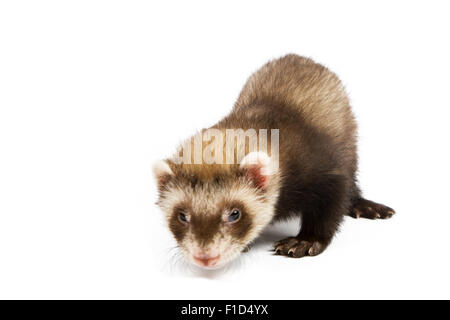 Ferret sitting and looking away in front of white background Stock ...