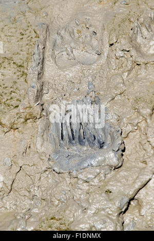 bear prints in mud Stock Photo - Alamy