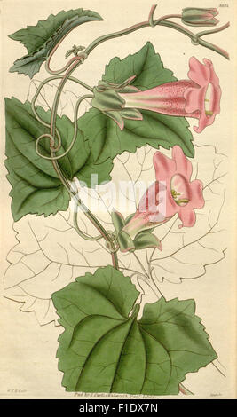 'Curtis's Botanical Magazine' is a well-regarded botanical periodical ...