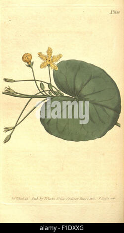A renowned botanical publication featuring illustrations and ...