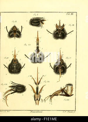 An illustration from 'Abhandlungen von Insecten' by D. Jacob Christian ...