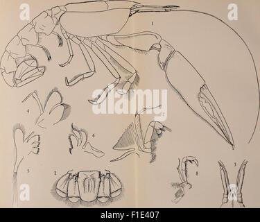 An in-depth study of the decapod crustaceans inhabiting the Irish ...