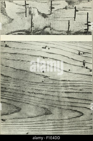 *Defects in Timber Caused by Insects* from 1490 is an early work on the ...