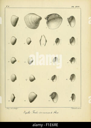 vintage paleontology illustration of fossilized shells: exogyra couloni ...
