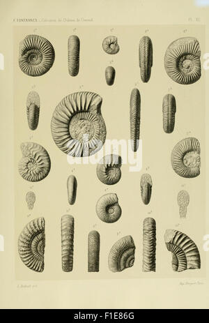This work describes the ammonites found in the limestone formations of ...