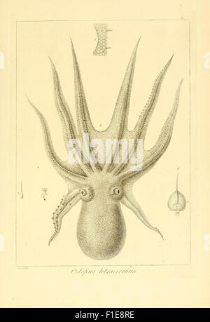 This anatomical and zoological work describes and illustrates the ...