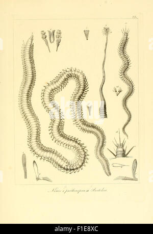 This work details the anatomy and classification of invertebrate ...