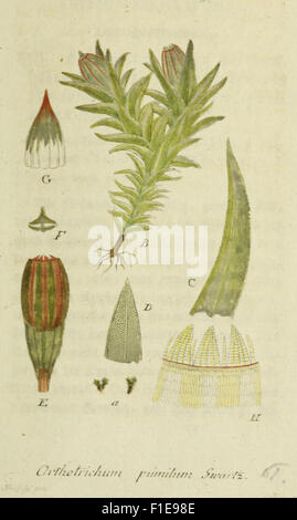 This 1818 work presents detailed illustrations of the flora of Germany ...
