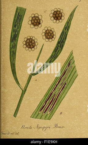 This 1862 German botanical work presents accurate illustrations of ...