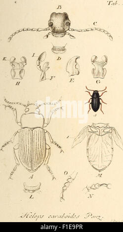 A historical work from 1805 focused on the insects of Germany ...