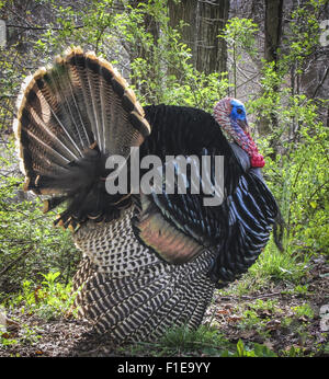 Rear view of Wild Turkey, Meleagris gallopavo, standing against white ...
