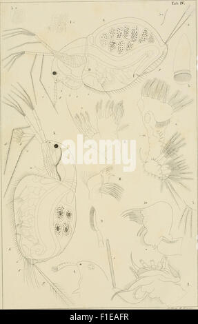 A 1853 work that studies crustaceans from three orders—Cladocera ...