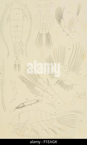 This 1853 work details the crustacean species found in Scania, Sweden ...