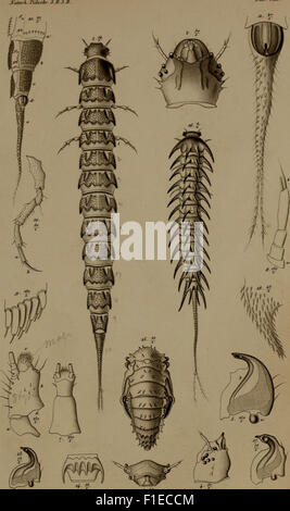 This 1861 work offers observations on the metamorphosis of insects ...