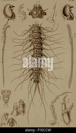 A 1861 study focusing on the metamorphosis of certain insects ...