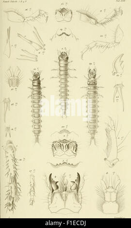 This 1861 work provides observations on the metamorphosis of free ...
